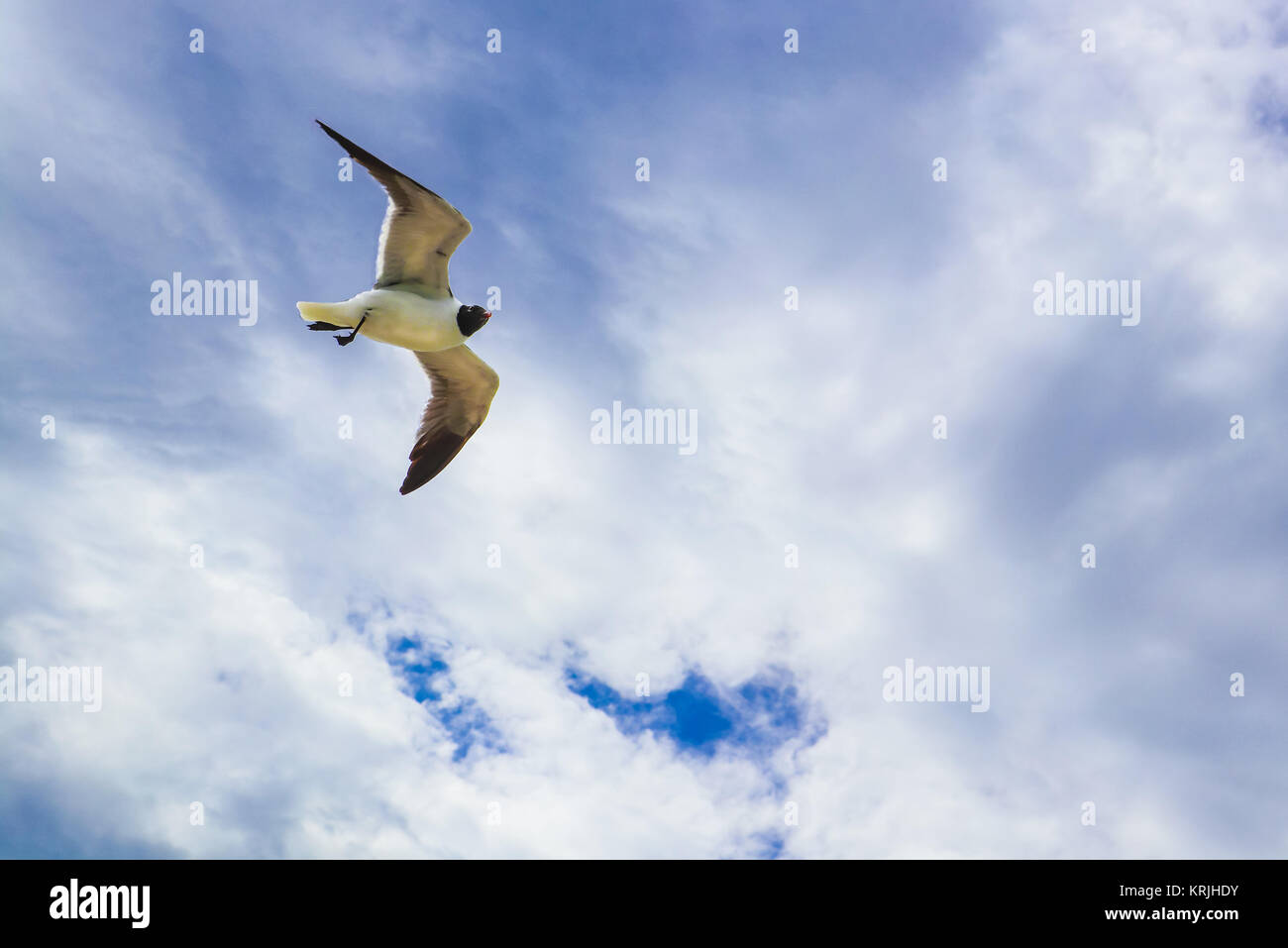 Lone seagull glides wings outspread against a bright cloudy sky with ...