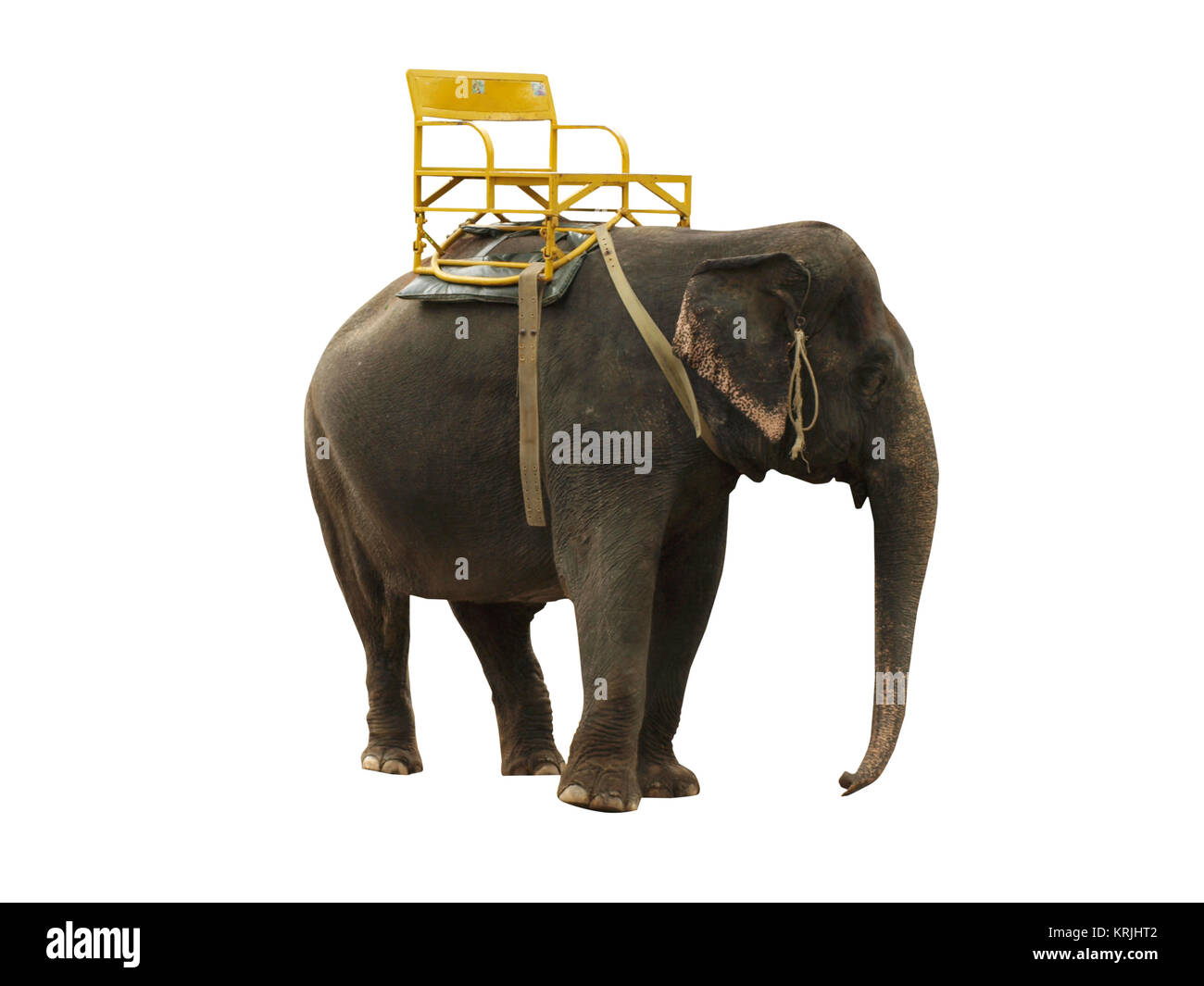 ELEPHANT WITH YELLOW RIDER SADDLE Stock Photo - Alamy