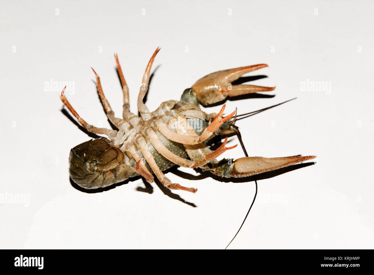 Alive crayfish isolated on white background Stock Photo - Alamy