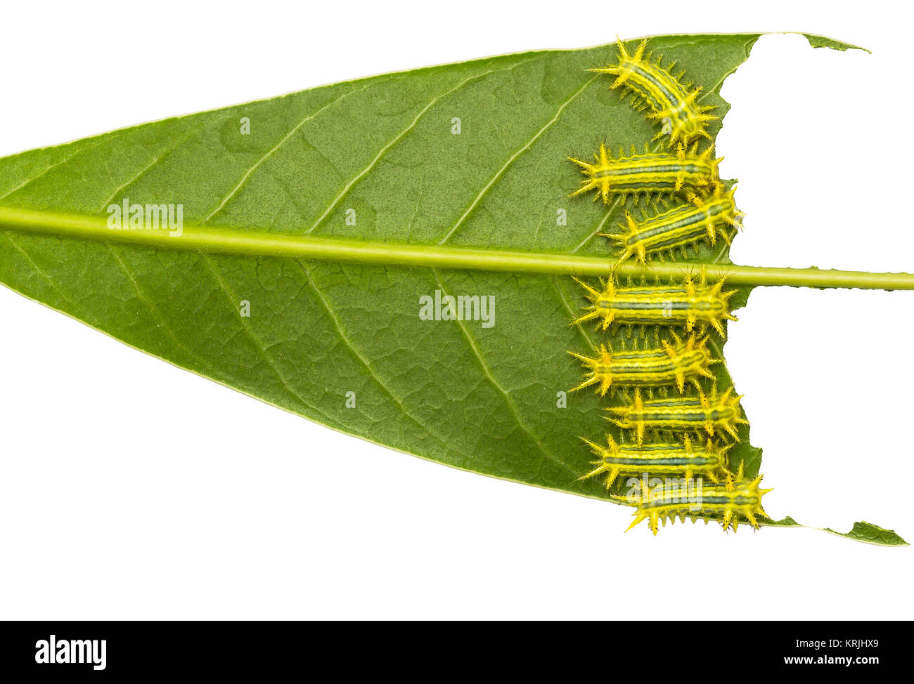 Lawn pest Cut Out Stock Images & Pictures - Alamy