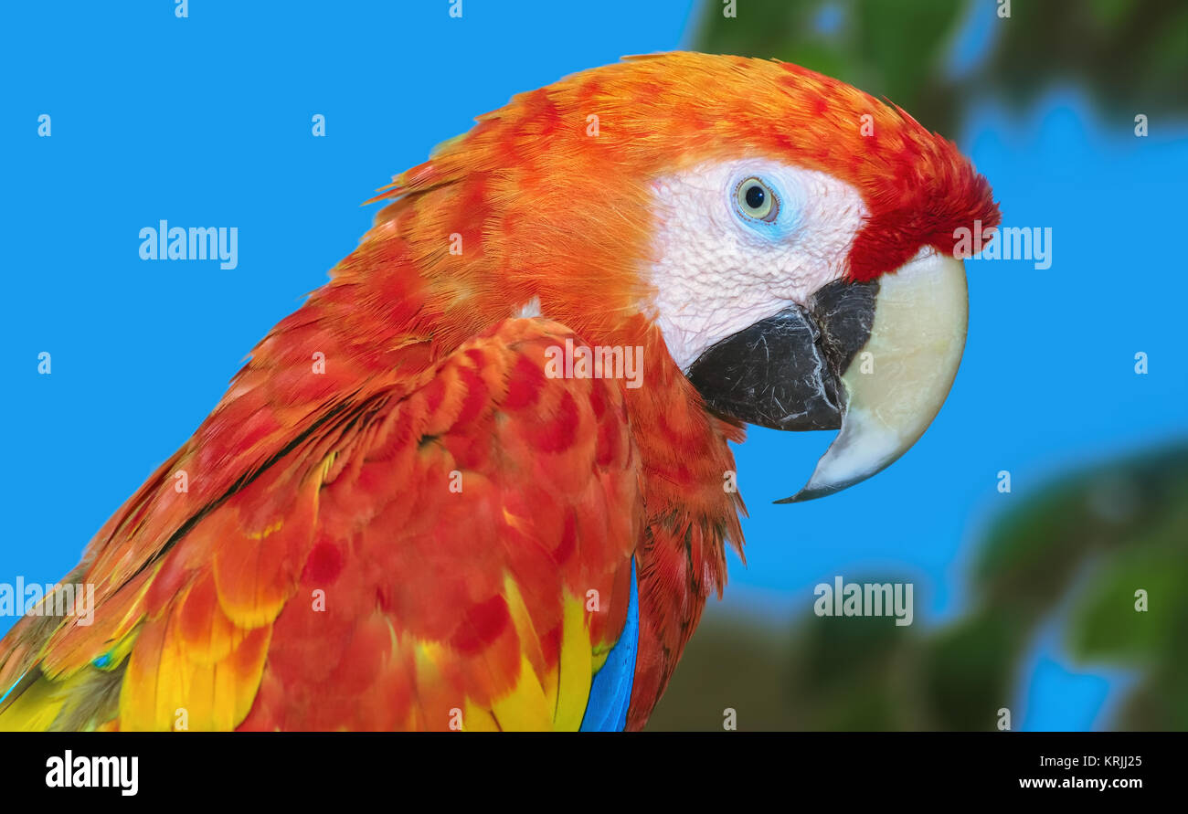The Macaw Parrot Stock Photo - Alamy