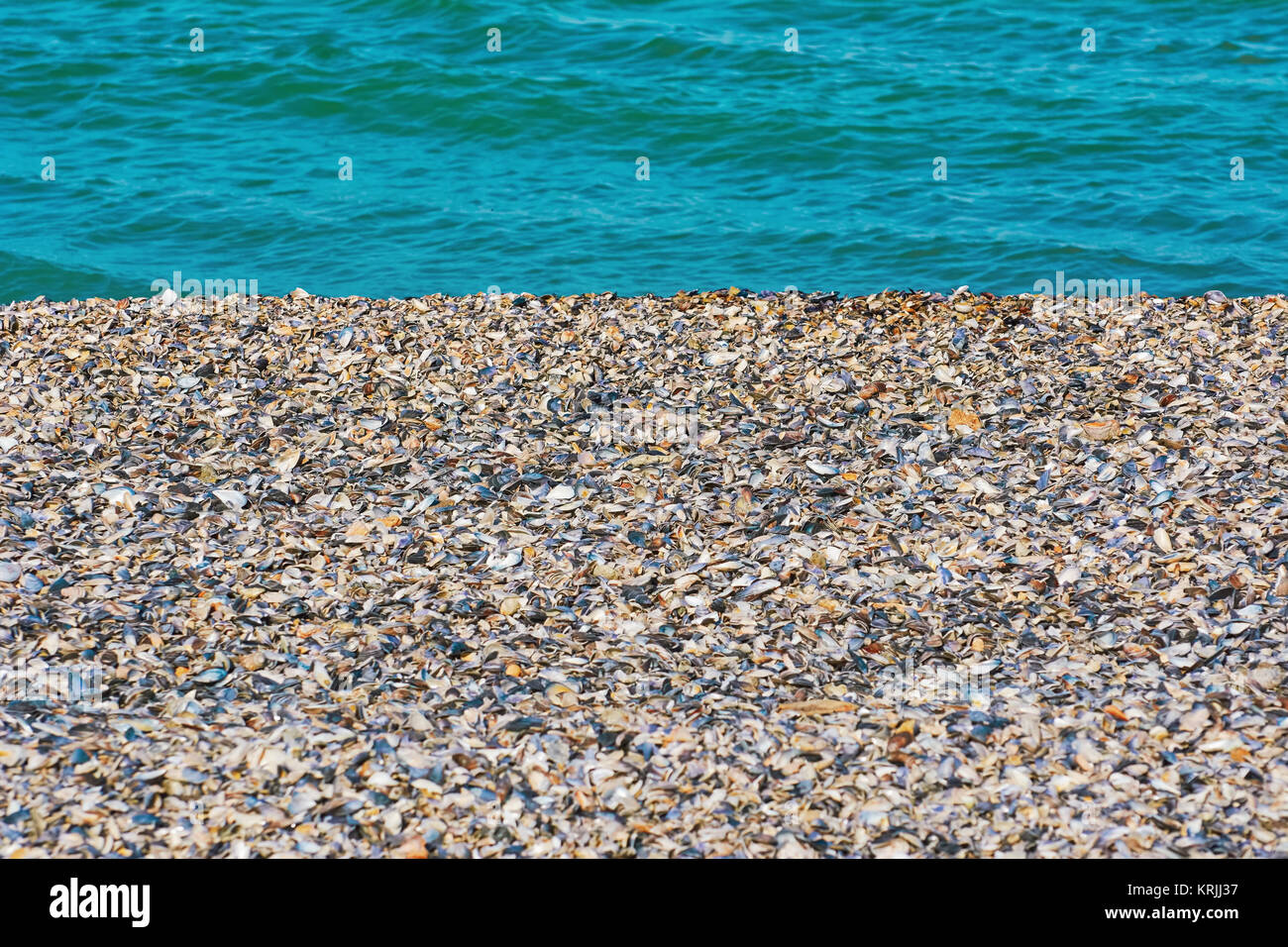 Shells of Mussels on the Shore Stock Photo - Alamy