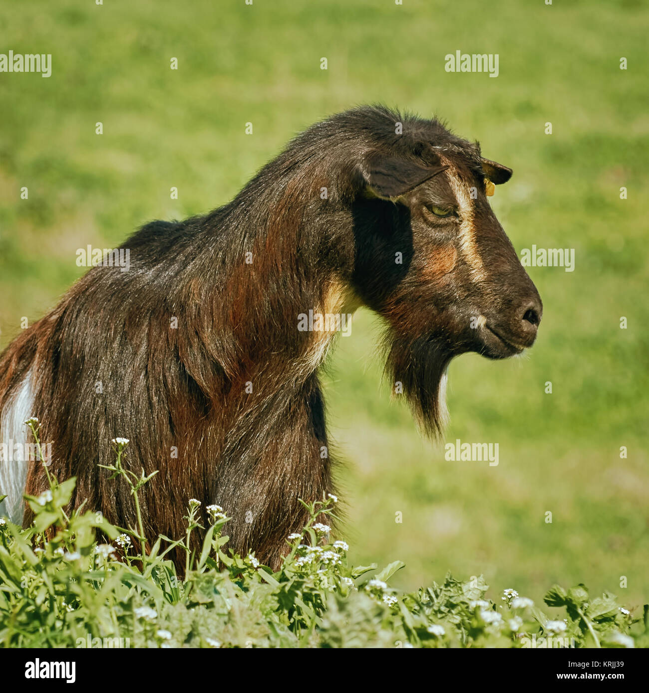 Portrait of Billy Goat Stock Photo - Alamy