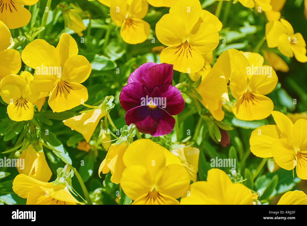 Garden Pansy Flowers Stock Photo - Alamy