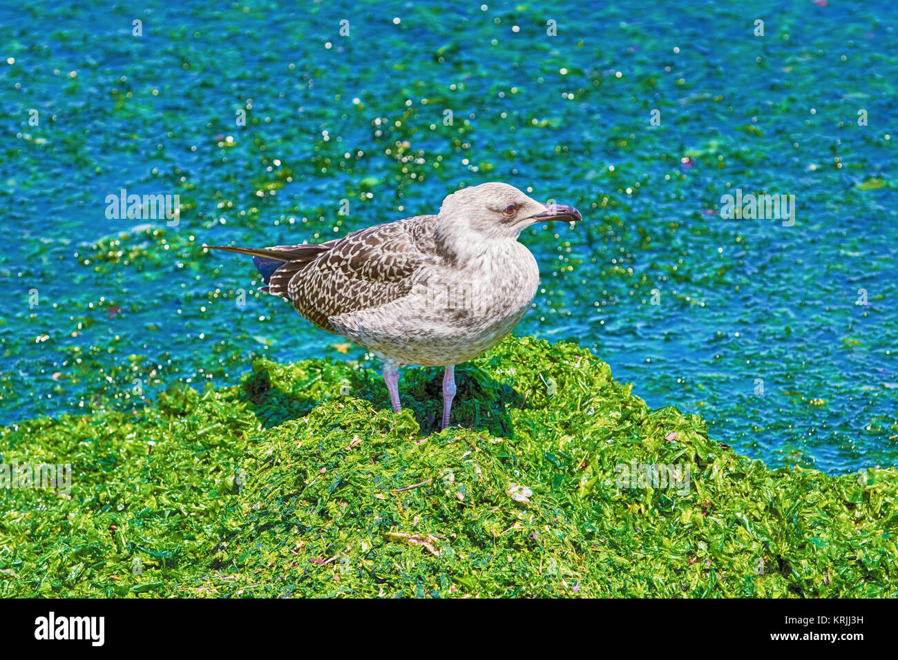 Birdling of Seagull Stock Photo - Alamy
