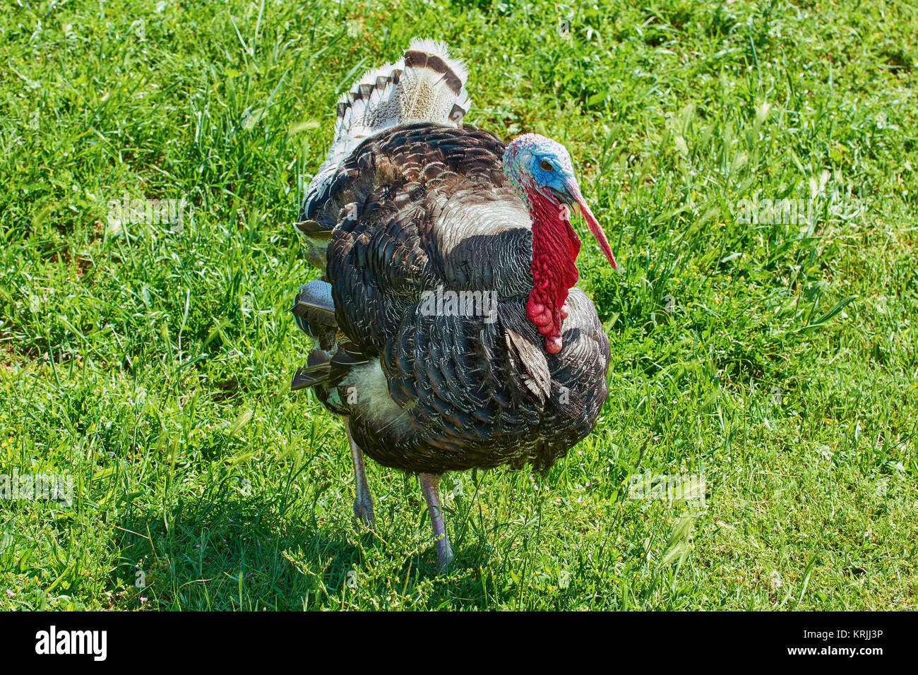 Turkey on Grass Stock Photo - Alamy