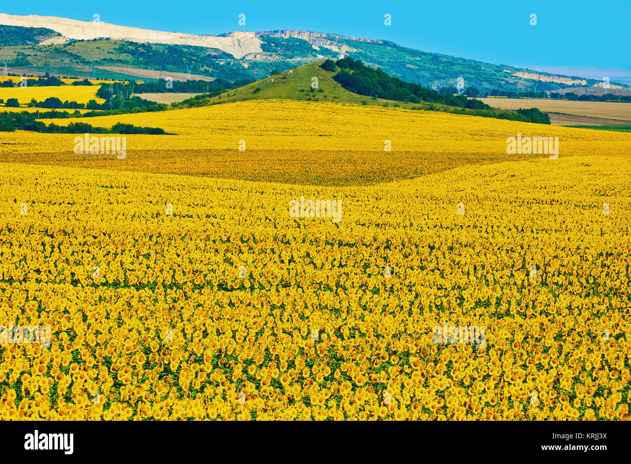 Bulgarian Sunflowers Field Stock Photo - Alamy