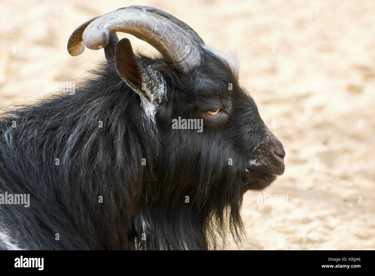 Portrait of Goat Stock Photo - Alamy