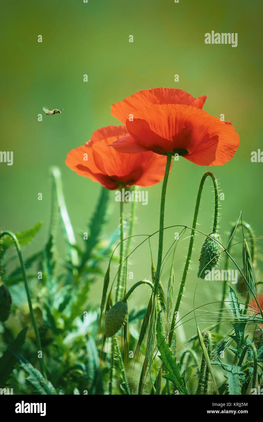 Two Poppy Flowers Stock Photo - Alamy