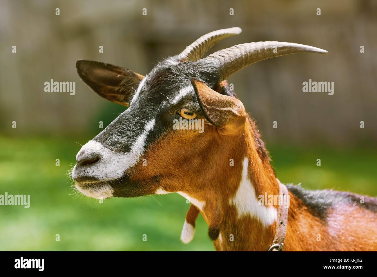 Portrait of Nanny Goat Stock Photo - Alamy
