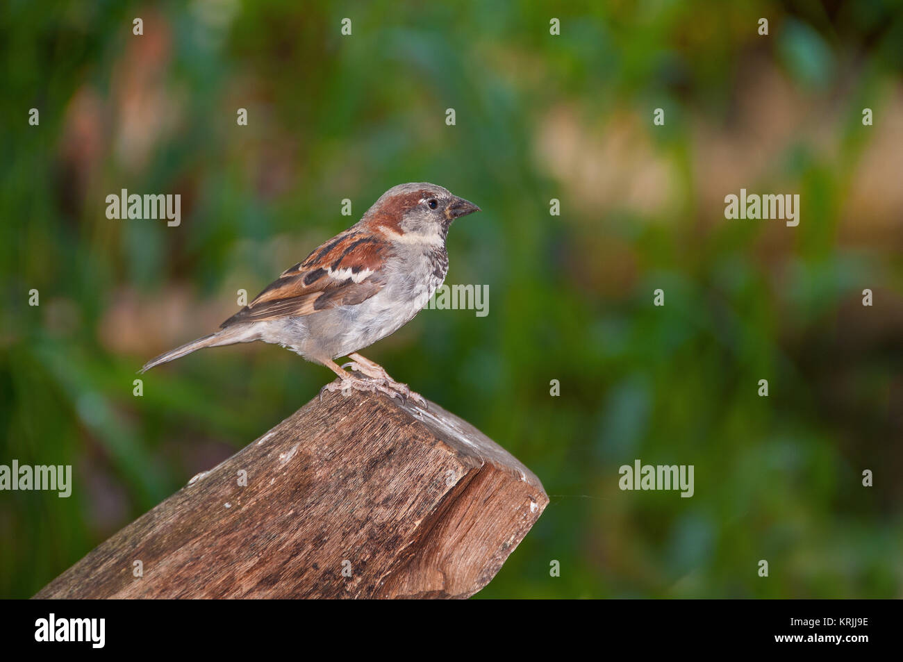 Sparrow nature hi-res stock photography and images - Alamy