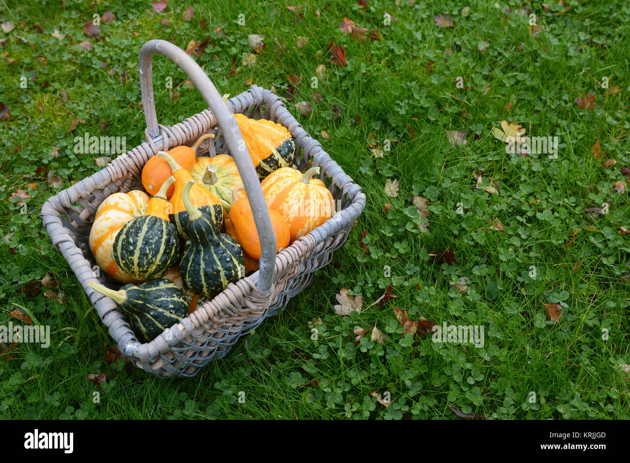Basket full of attractive ornamental squash Stock Photo - Alamy