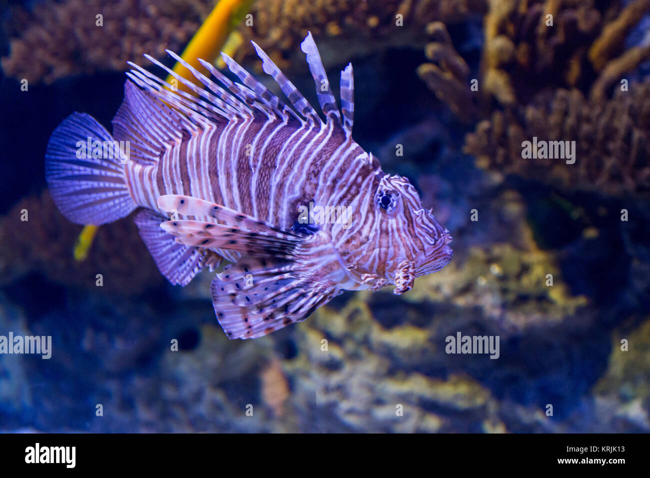 Colorful Lionfish