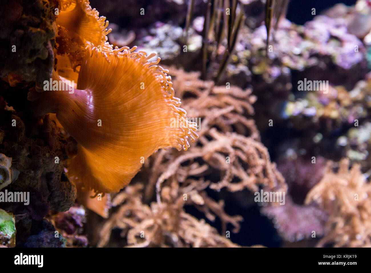 underwater colored actinia in aquarium Stock Photo - Alamy