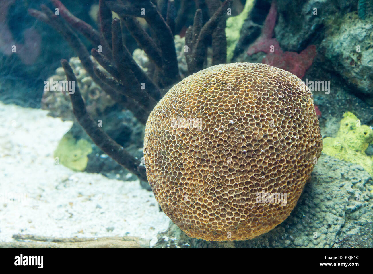 underwater colored actinia in aquarium Stock Photo - Alamy