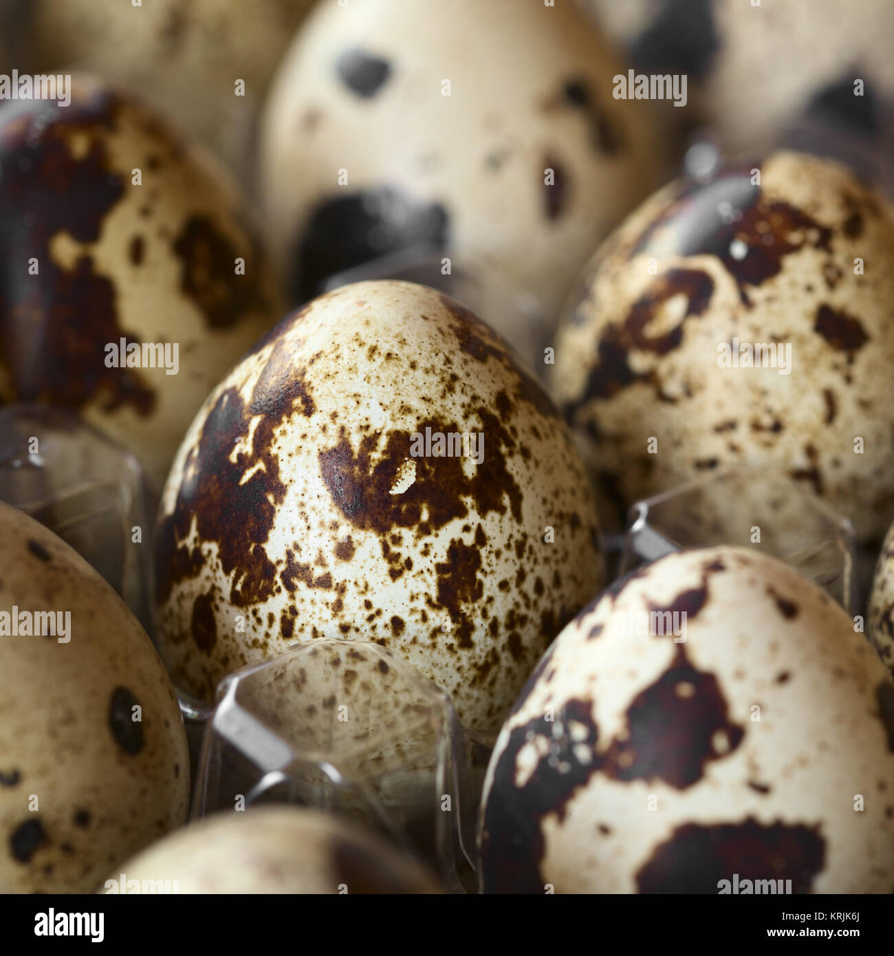 Raw Quail Eggs Stock Photo - Alamy