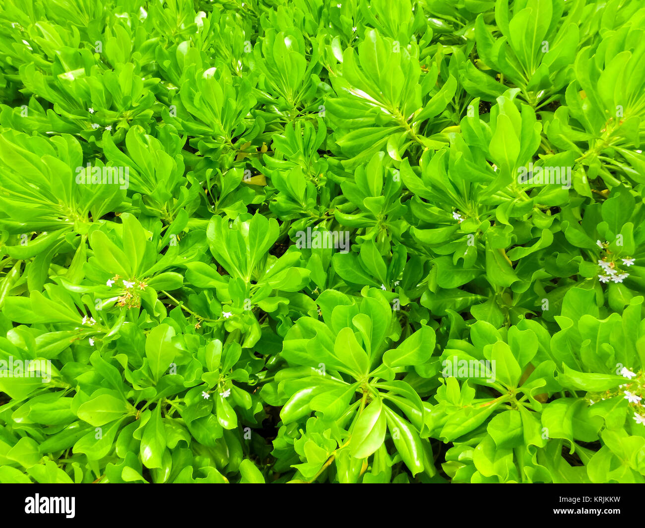 The green plants at Caribbean tropical beach Stock Photo - Alamy