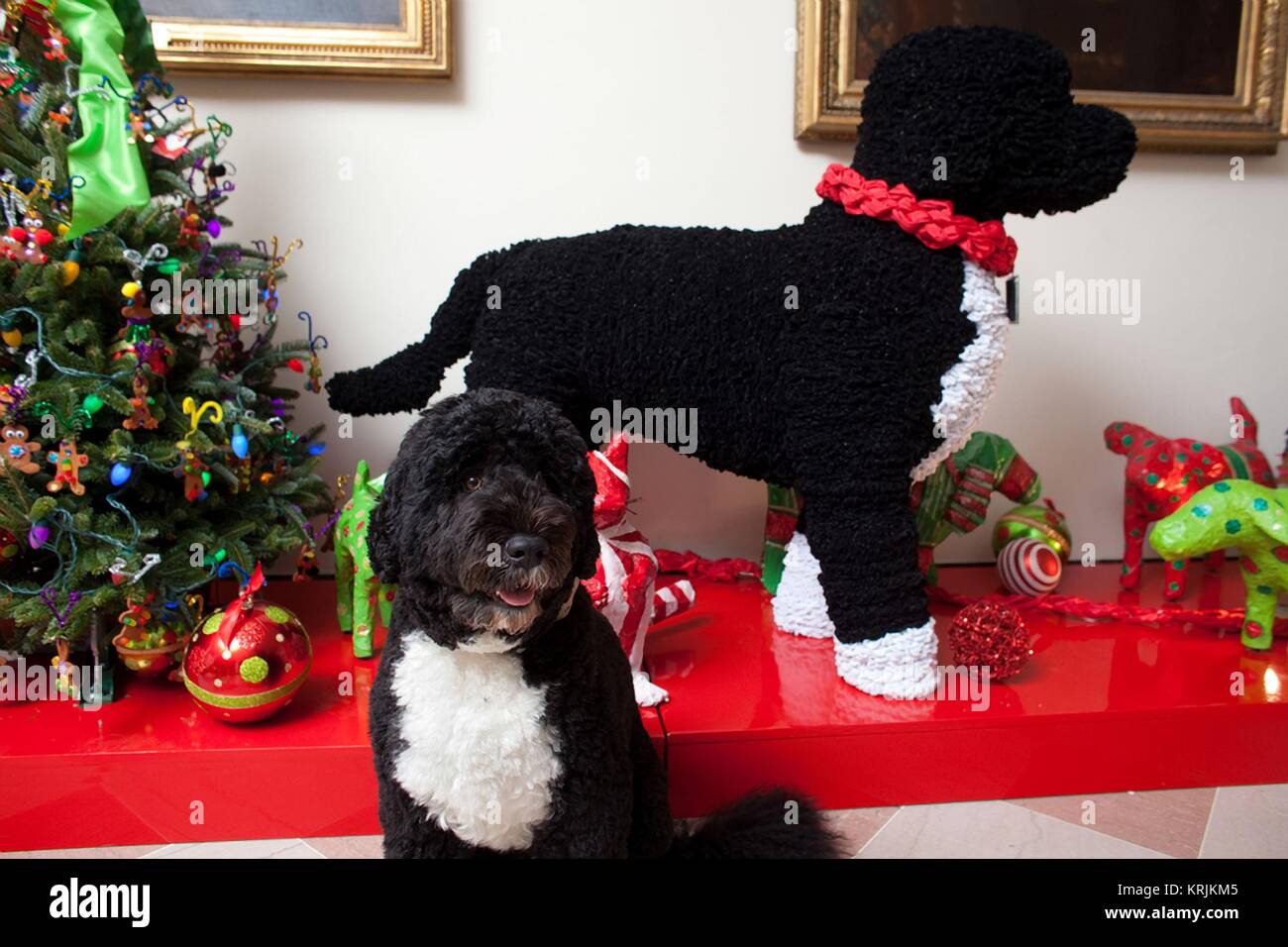 President obama family dog bo hi-res stock photography and images - Alamy