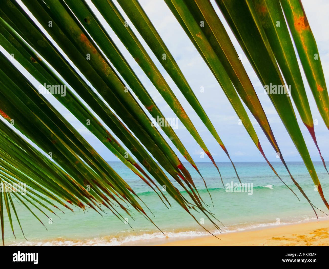 The Caribbean tropical beach Stock Photo - Alamy