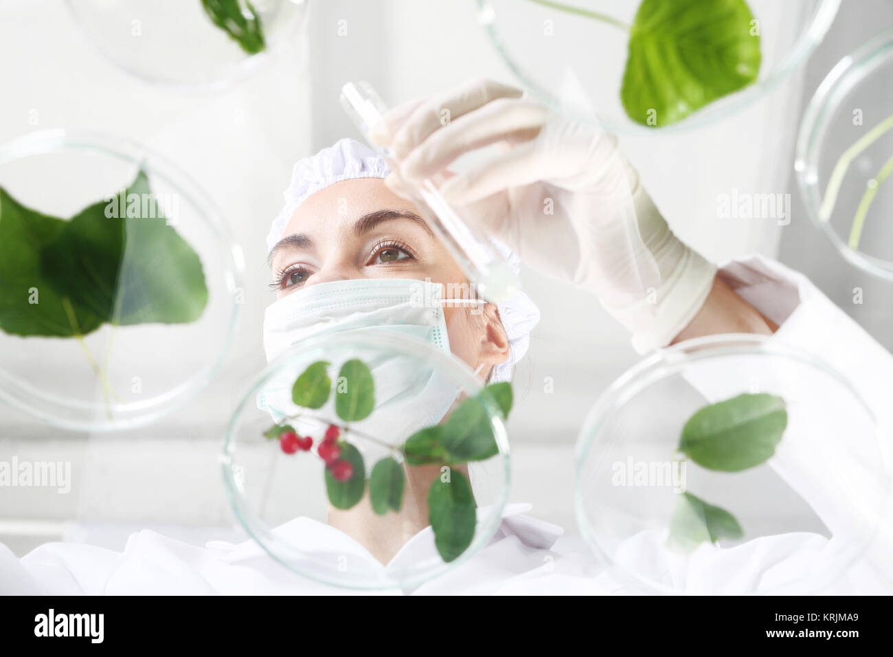 laboratory analysis of plants Stock Photo - Alamy