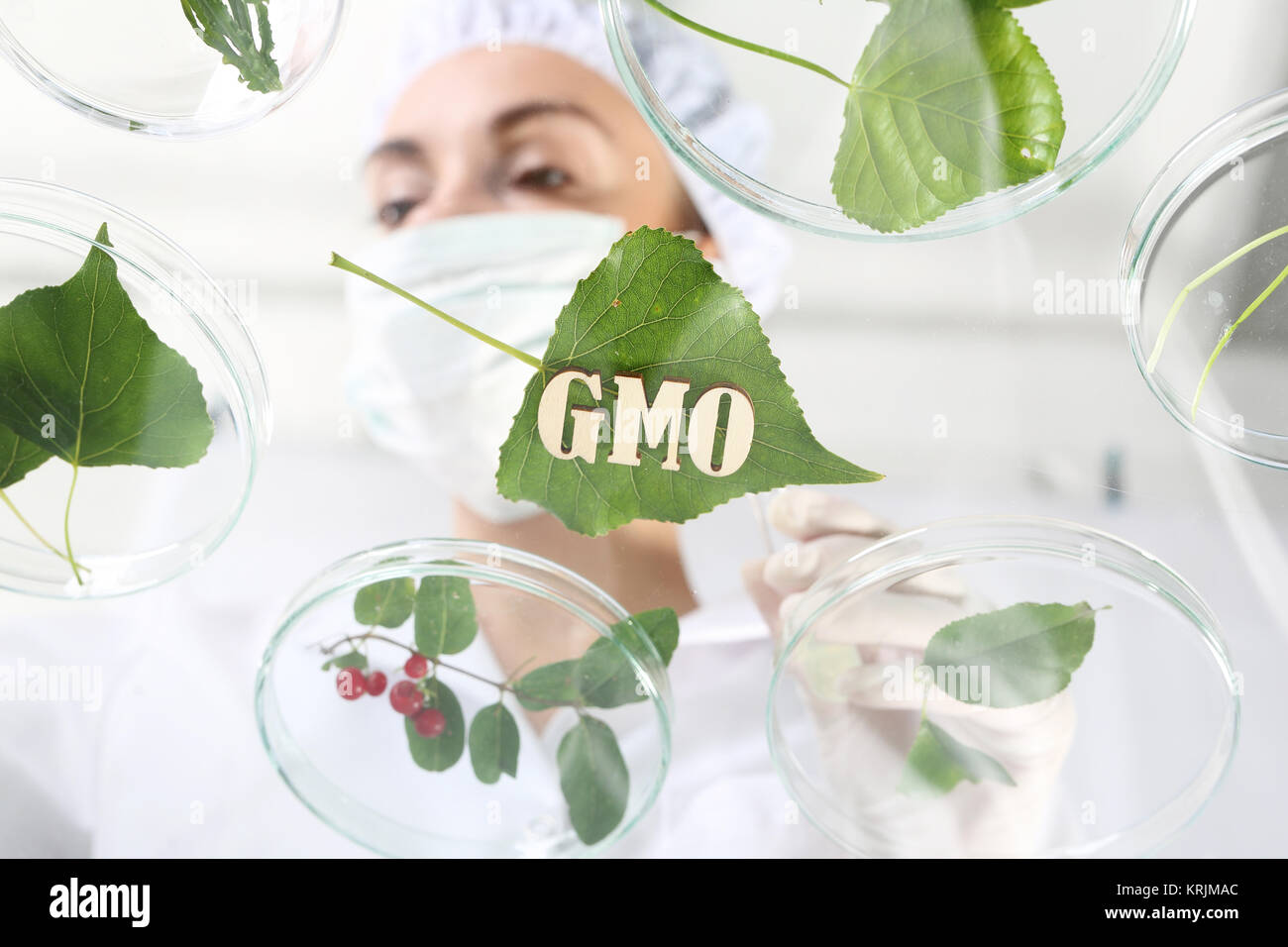 laboratory analysis of plants Stock Photo - Alamy