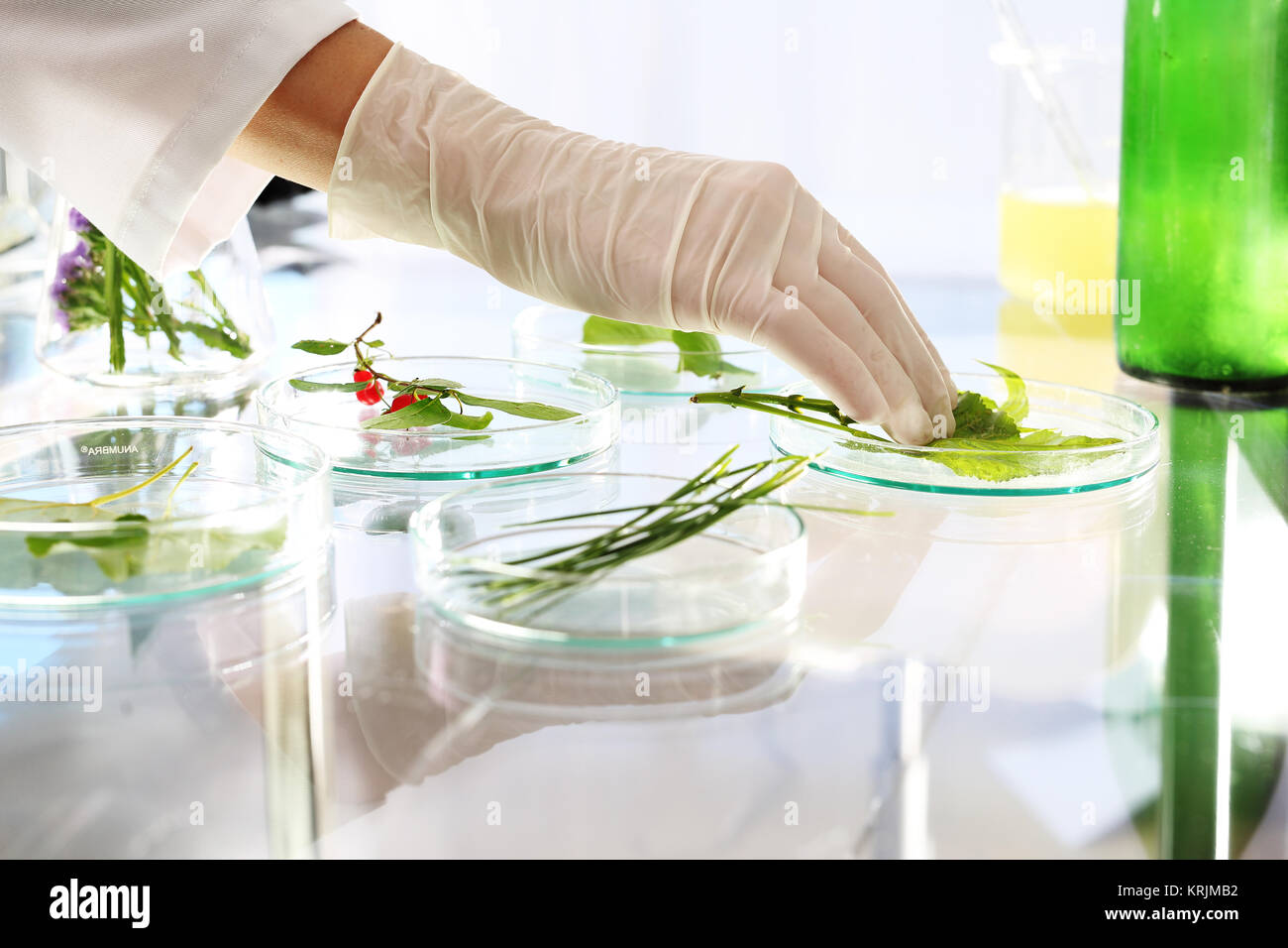 biotechnology. in vitro plants. plant propagation Stock Photo - Alamy