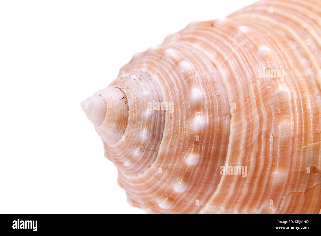 Details of sea shell of marine snail, close up Stock Photo - Alamy