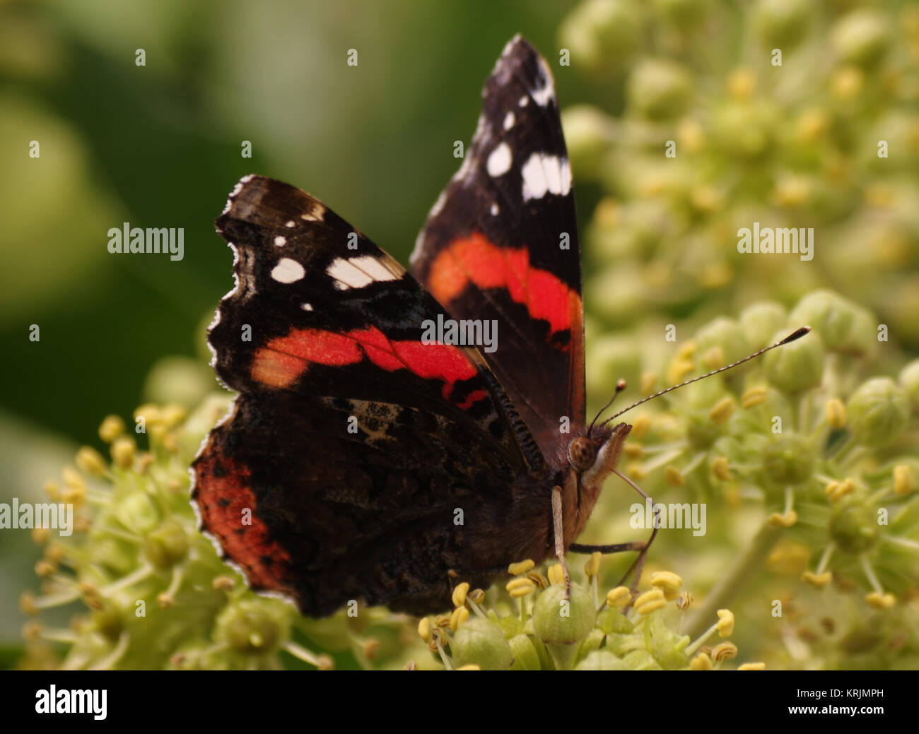 Red admiral butterfly on green hi-res stock photography and images - Alamy
