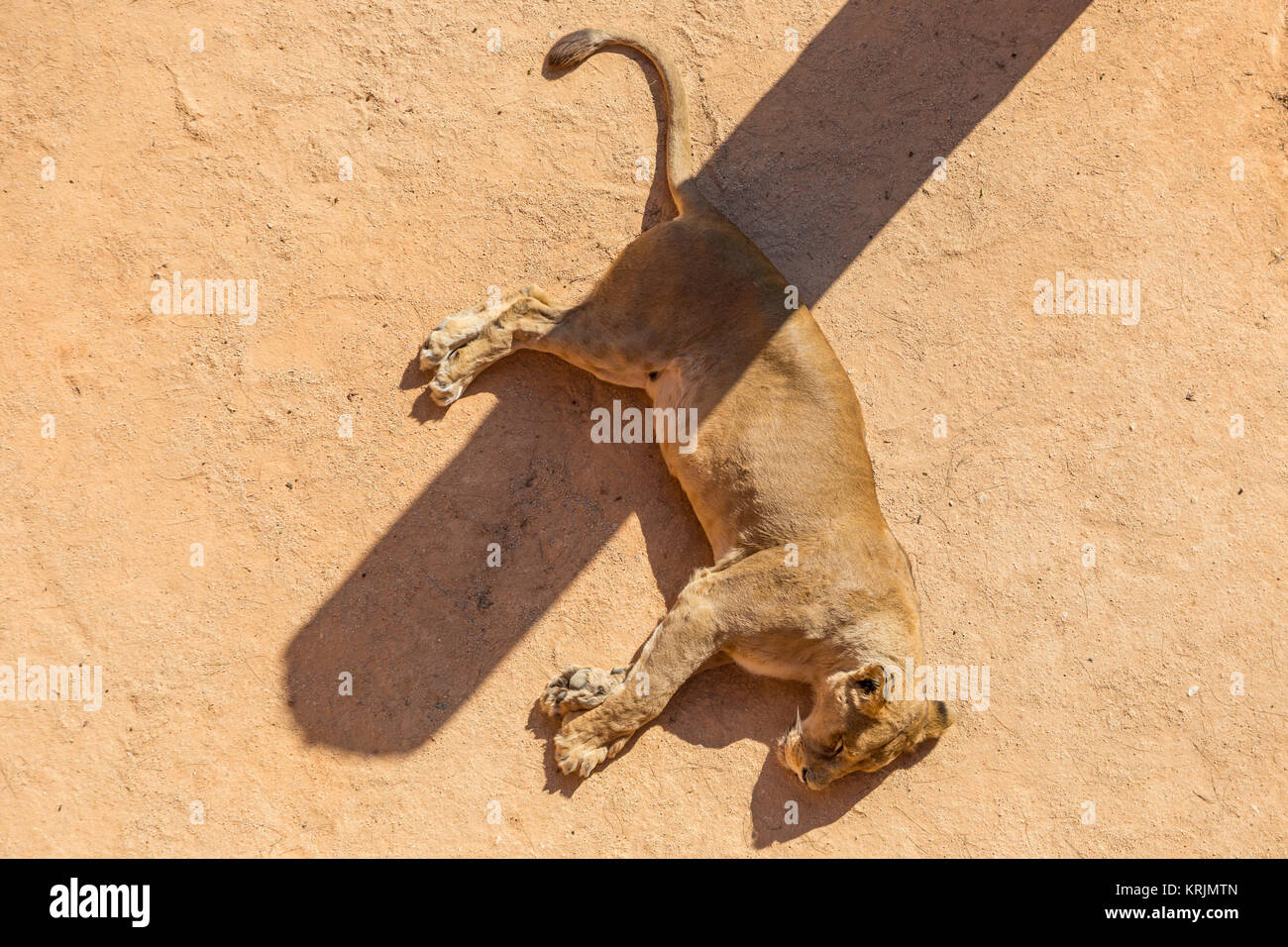 lioness sleeping with shadow on aviary in zoo Stock Photo - Alamy