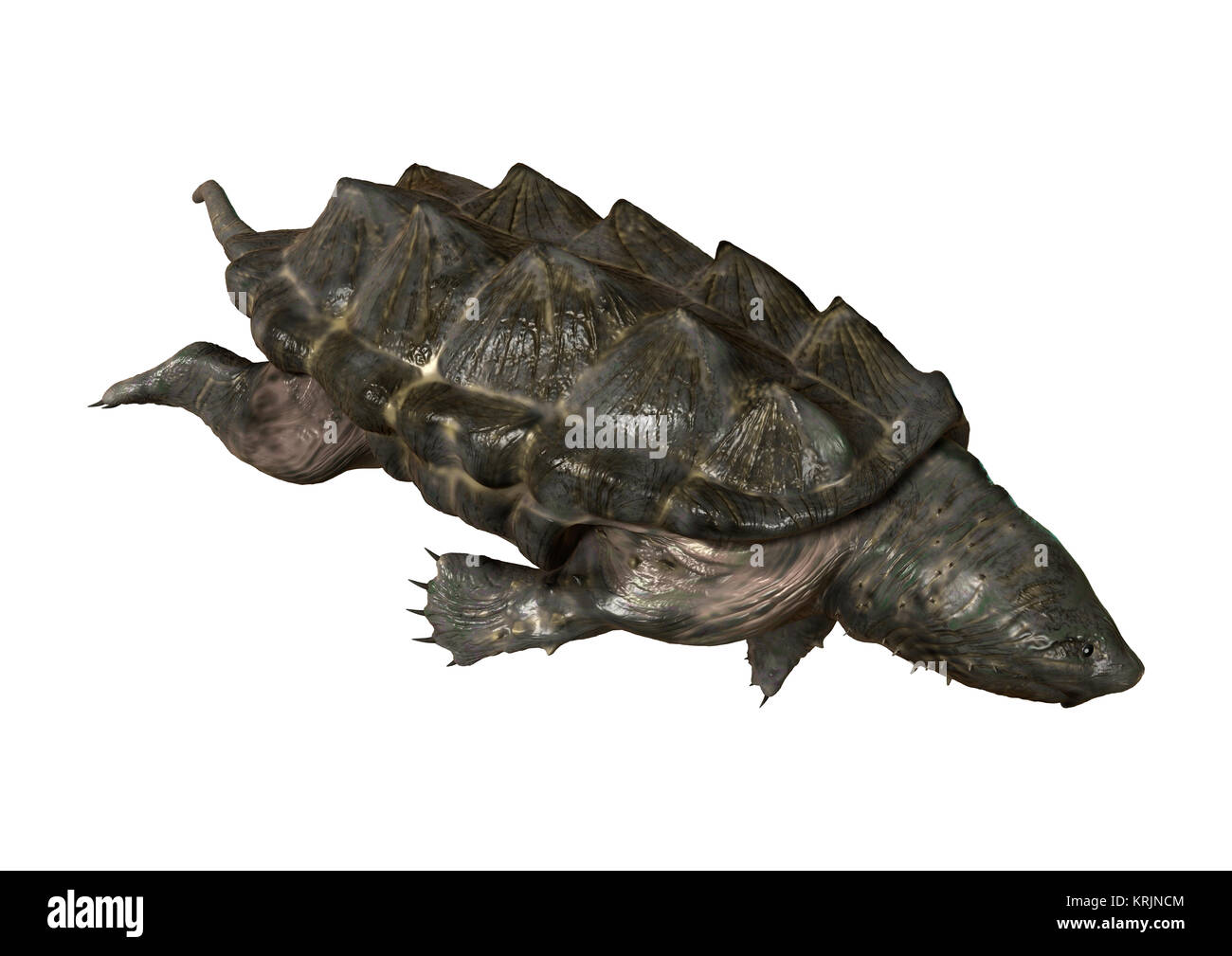 Alligator Snapping Turtle Stock Photo - Alamy