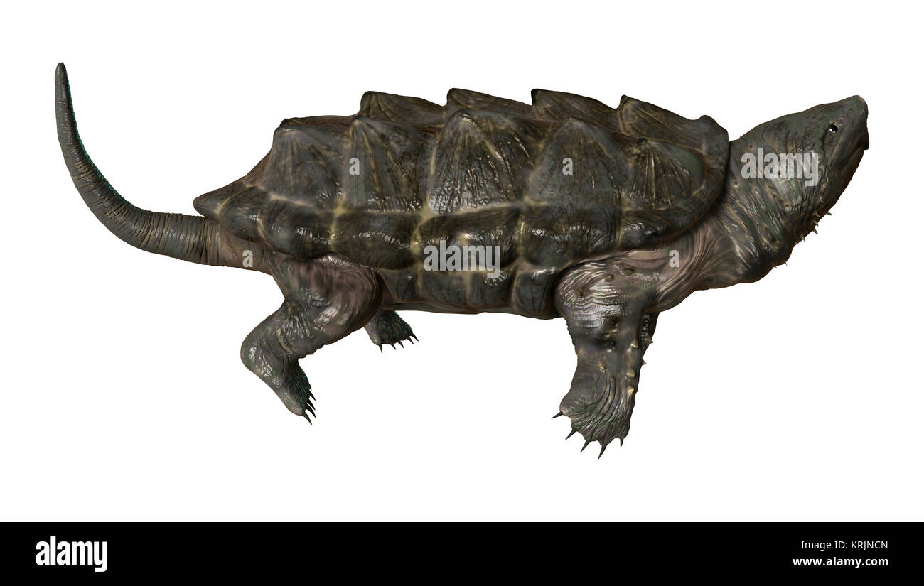 Alligator Snapping Turtle Stock Photo - Alamy