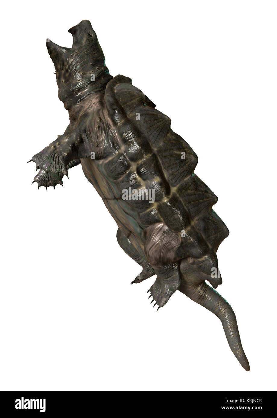 Alligator attack turtle hi-res stock photography and images - Alamy