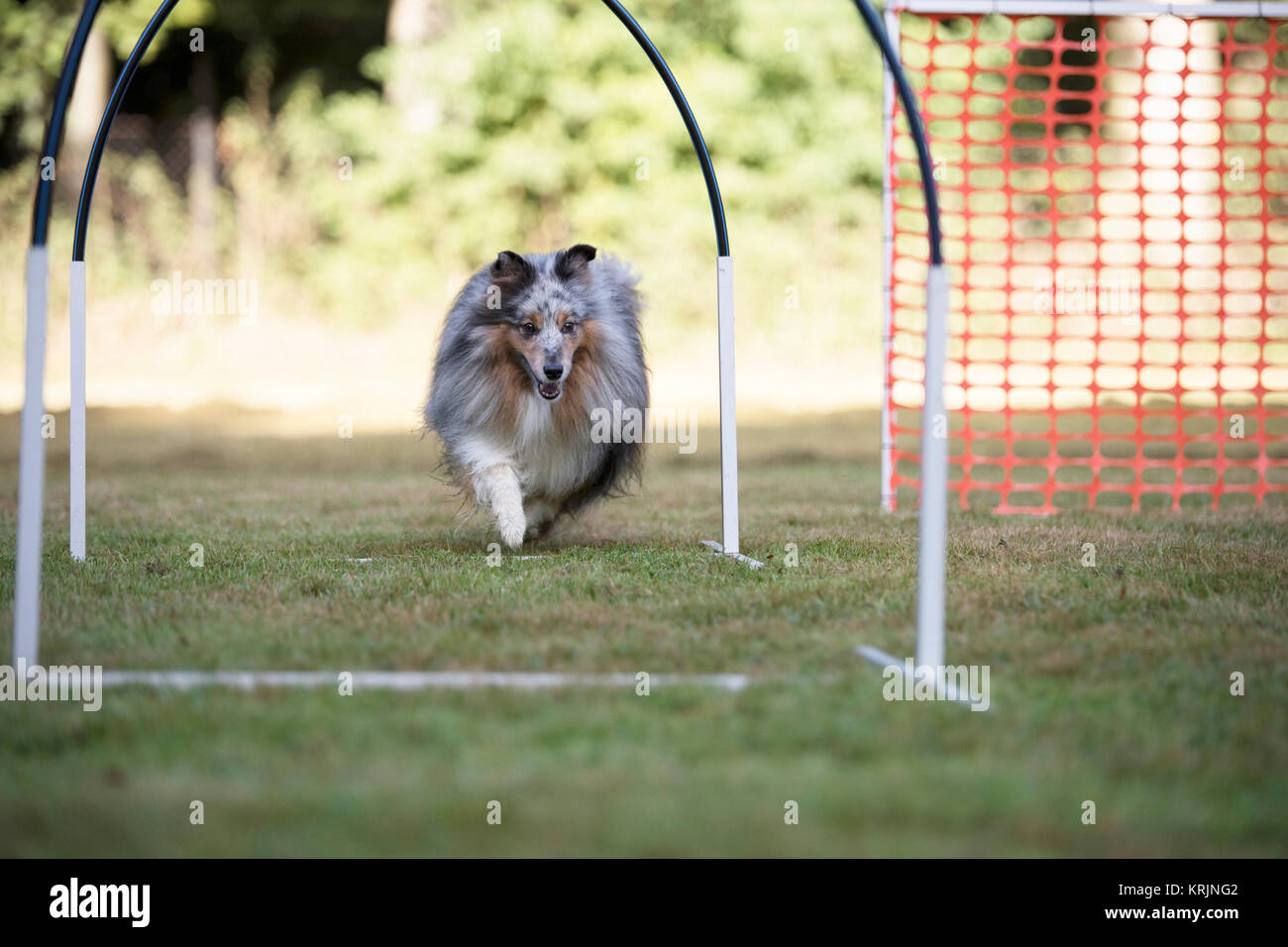 Dog, Shetland Sheepdog training hoopers Stock Photo - Alamy