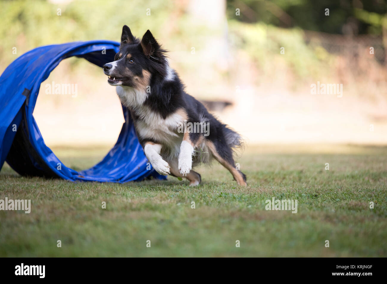 Dog, Border Collie running agility Stock Photo - Alamy