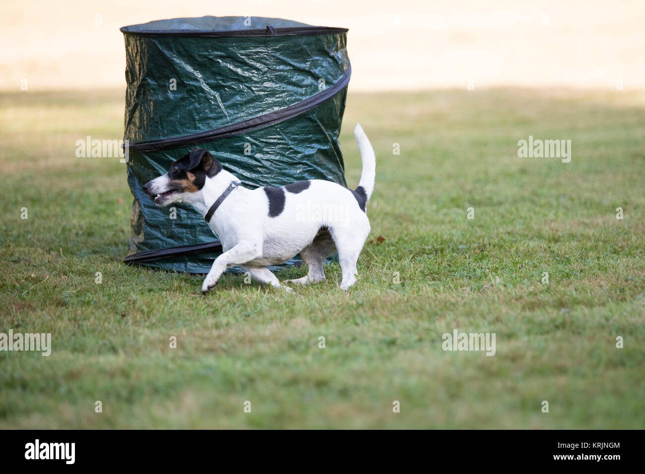 Dog, Jack Russell Terrier, running Stock Photo - Alamy