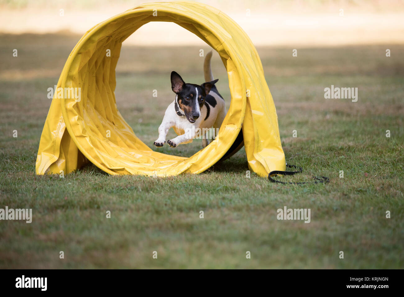 Dog, Jack Russel Terrier, running through agility tunnel Stock Photo ...
