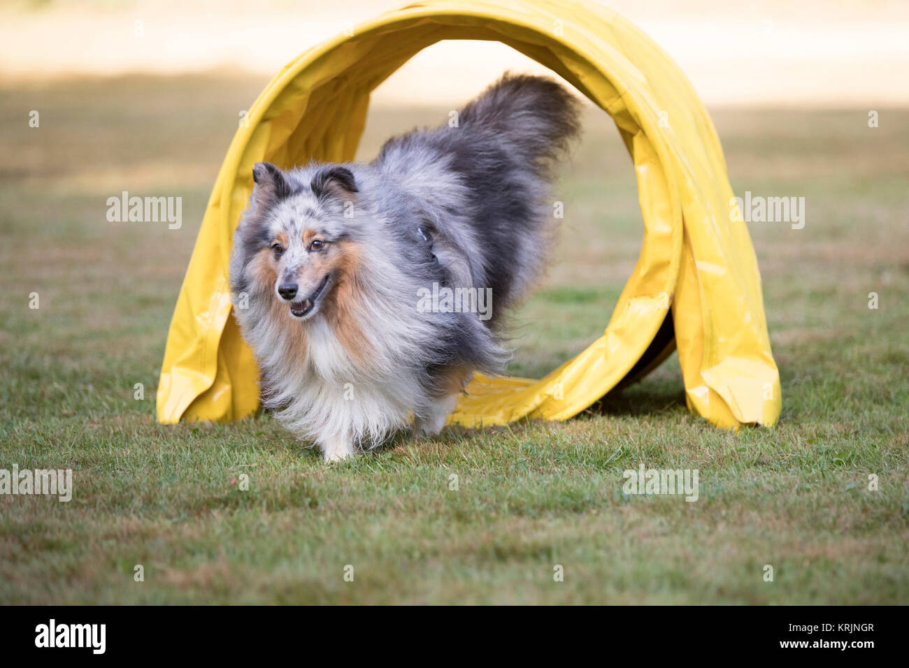 Dog, Shetland Sheepdog, Sheltie running through agility tunnel Stock ...