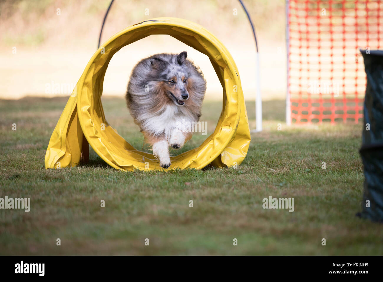 Dog, Shetland Sheepdog, training hoopers Stock Photo - Alamy