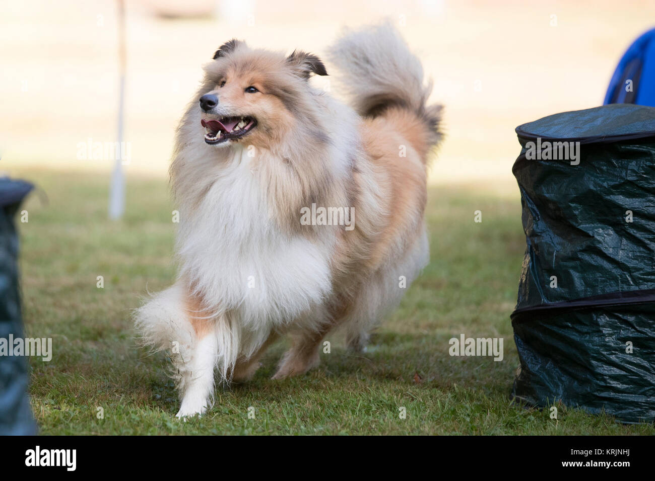 Scotch shepherd dog hi-res stock photography and images - Alamy