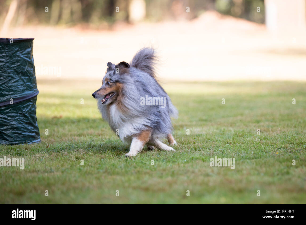Dog, Shetland Sheepdog, running on grass Stock Photo - Alamy