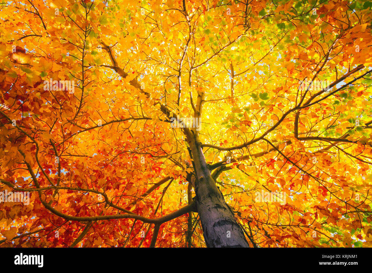 Colorful autumn leaves Stock Photo - Alamy