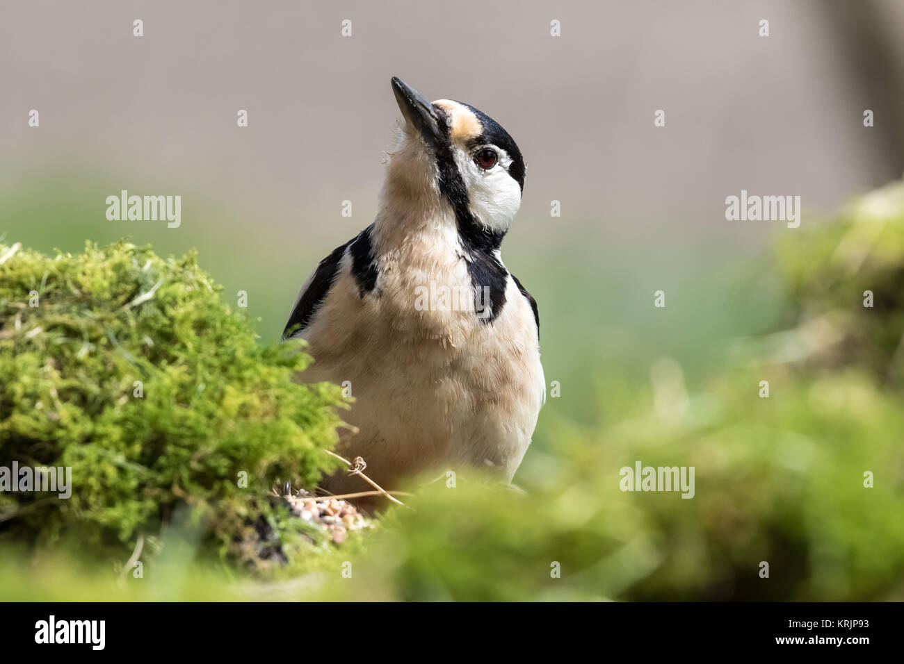 great spotted woodpecker foraging Stock Photo - Alamy