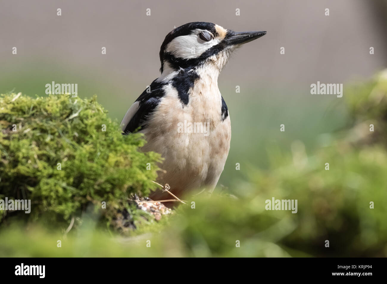 great spotted woodpecker foraging Stock Photo - Alamy