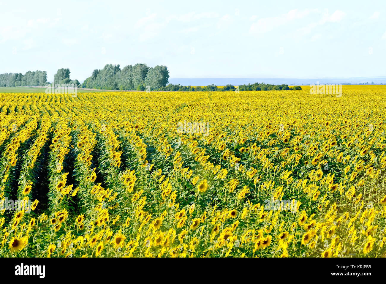 Field with yellow sunflowers Stock Photo - Alamy