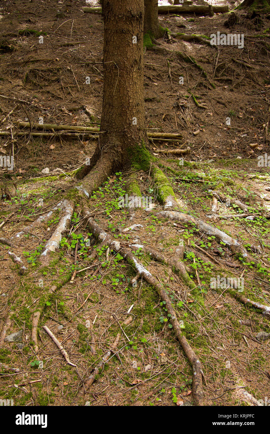 tree with visible roots in a forest in styria Stock Photo - Alamy