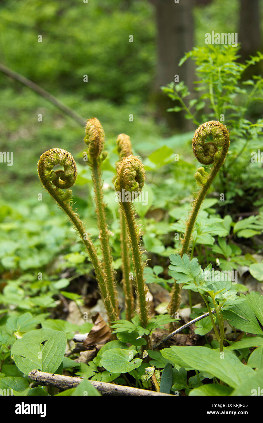 fiddlehead before rolling on the forest floor Stock Photo - Alamy