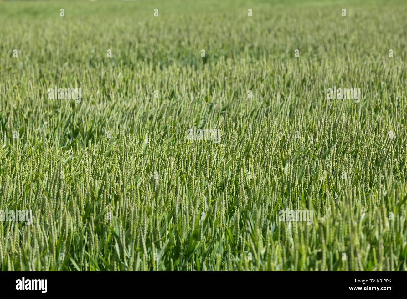 green wheat field Stock Photo - Alamy