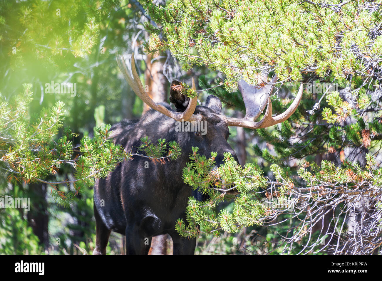 Moose in the Trees Stock Photo - Alamy