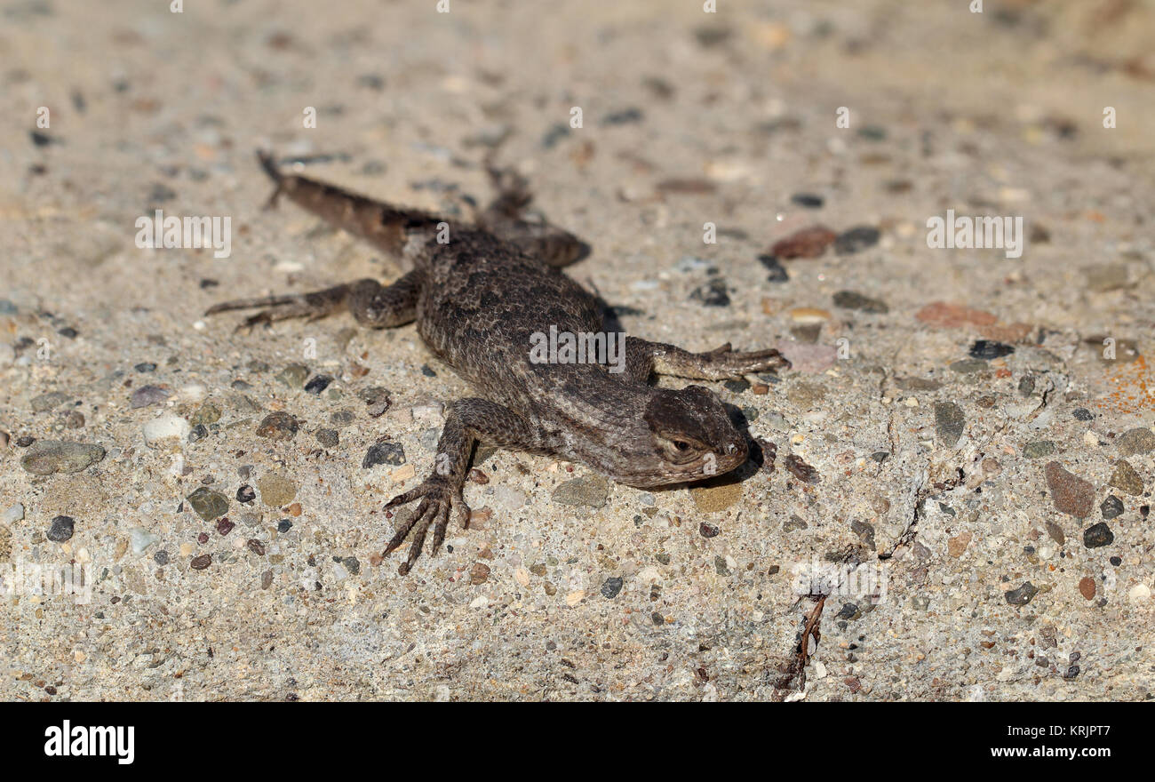 western fence lizard (sceloporus occidentalis),lizard from california ...