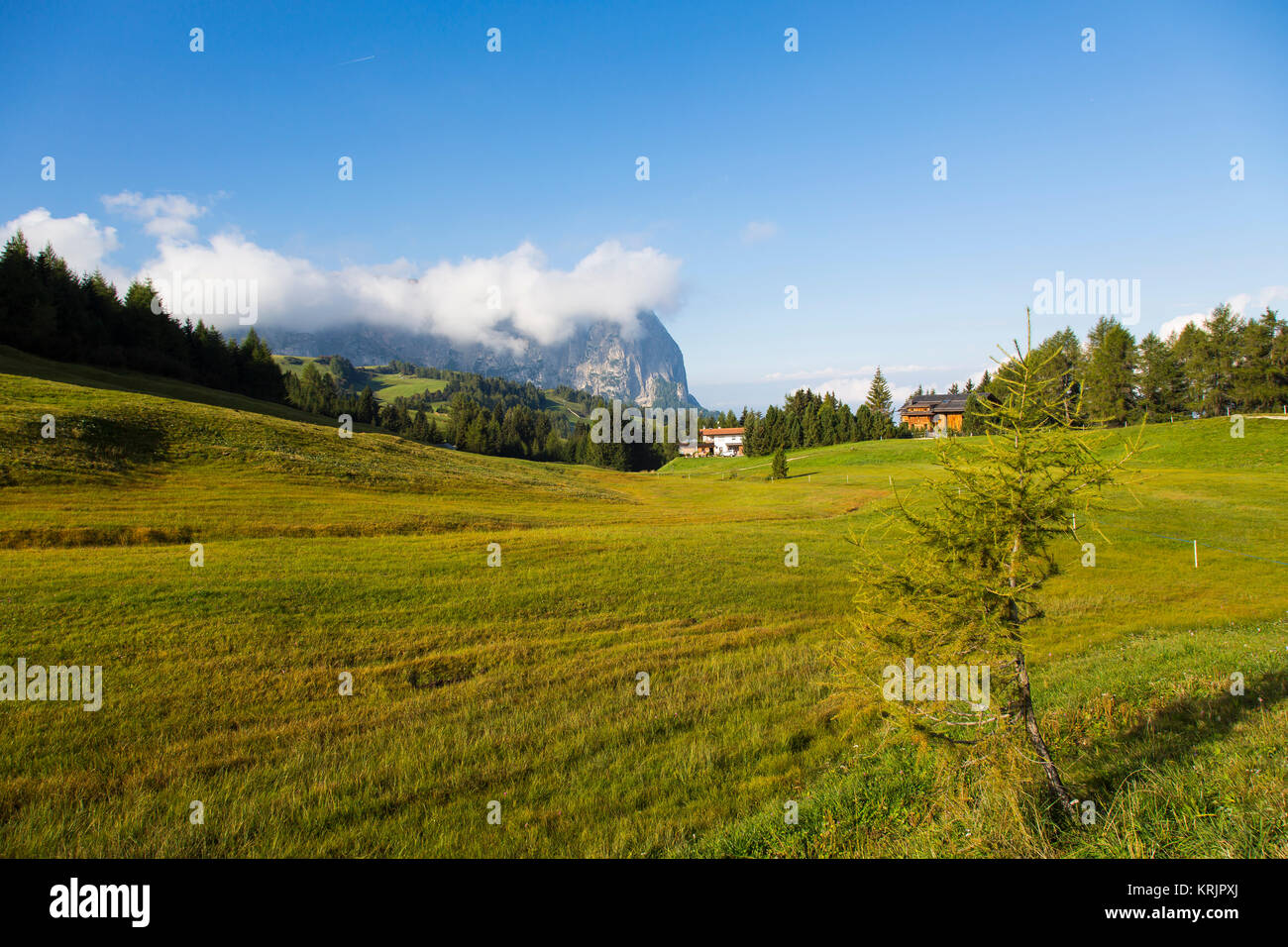 View of an expanse of grass in Seiser Alm Stock Photo - Alamy